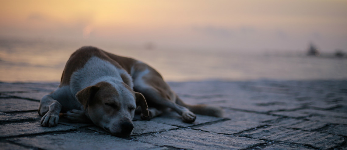 Are There Still Rabies Outbreaks in Thailand?