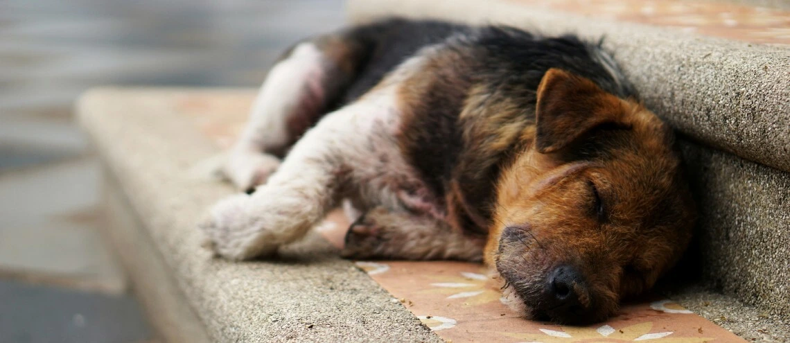 Are There Still Rabies Outbreaks in Thailand?