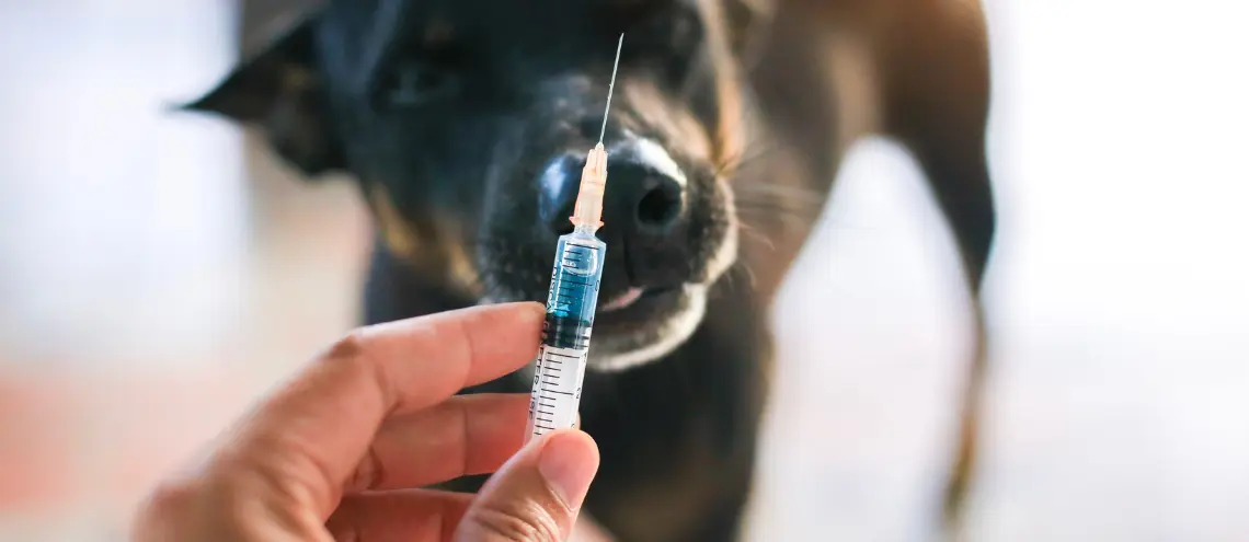 Understanding Rabies: Types, Causes, and Prevention